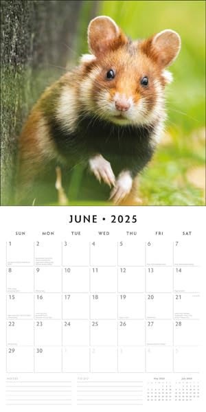 Hamsters – 2025 Square Wall Calendar – by Red Robin Publishing – BigaMart