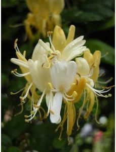 Honeysuckle, Lonicera twin pack, Periclymenum Graham Thomas, Japonica ...