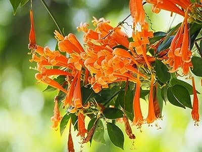 Rishika Begonia venusta Pyrostegia venusta Live plant Healthy Rooted ...