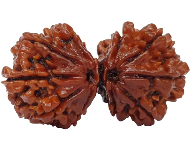 Astro Cart Combined Original Rudraksha Nepali Rare Gaurishankar ...