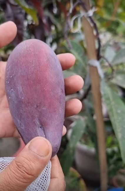 Green view "Kasturi Mango" Live Amba fruit plant Grafted hybrid new ...
