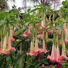 The Royal Crafty Pink Datura or Angel's trumpets Rare Flower Plant in ...