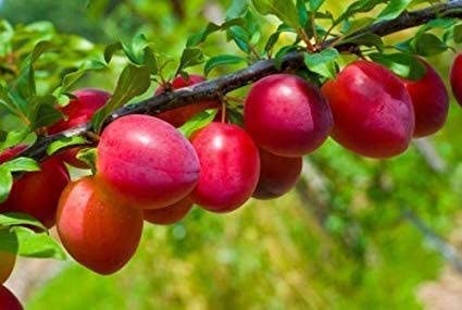 Cloud Farm Exotic Live Grafted Plum (Aalu bukhara/Aloo bukhara ...