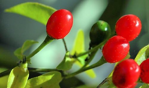 Amazon.com : 100 Chile Piquin Kipin Chile Del Monte Seeds : Vegetable ...