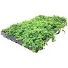 Amazon.com : Ficus Pumila Quercifolia | 3 Live Plants | Oak Leaf ...
