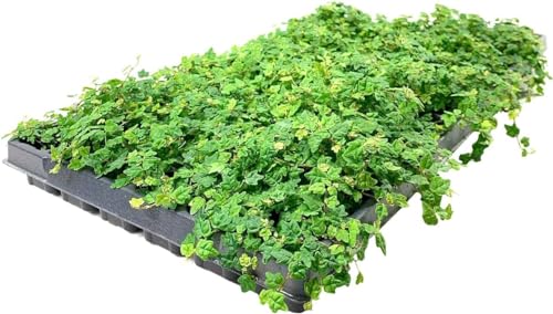 Guide to Indoor Ficus Pumila Quercifolia Cultivation
