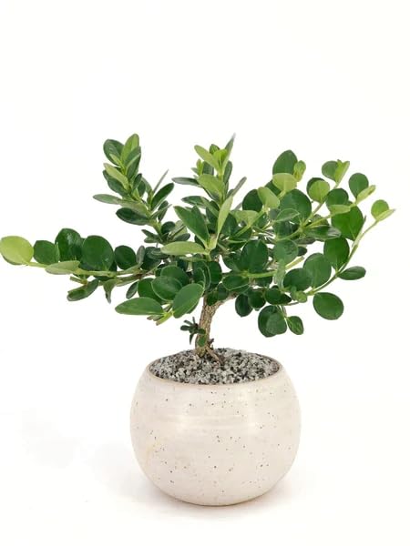 Banyan plant,Chaina Bot (Pack of 1) : Amazon.in: Garden & Outdoors