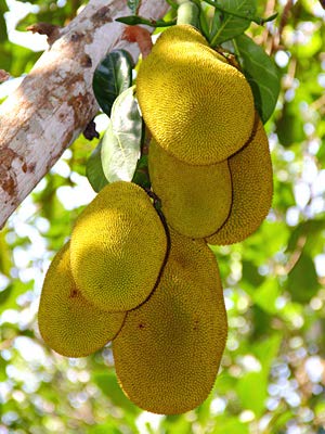 Creative Farmer Live Plant Jack Fruit Chakka Evergreen Shrub Garden ...