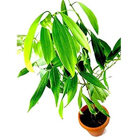 Tej Patta, Tamalpatra, Indian Bay Leaf Plant/size 18 to Inches / 1 ...