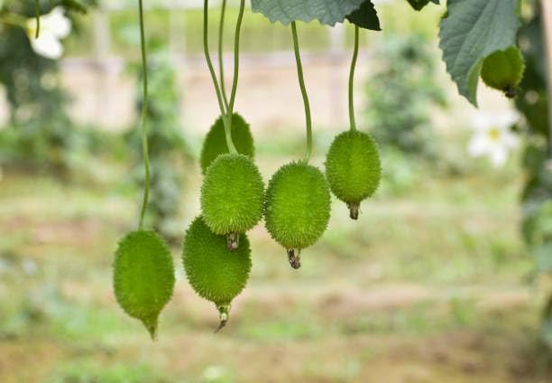 Spiny gourd seed,100% germination (20 seeeds) : Amazon.in: Garden ...