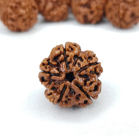 QUEEN-GEMS Traditional 5 Mukhi Rudraksha Original Certified Nepali 5 ...