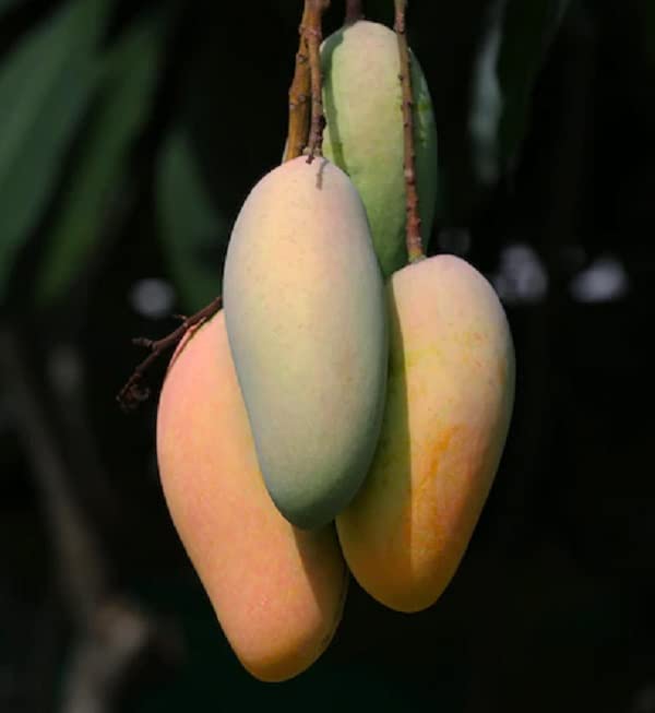 Exotica Orchids Grafted Mahachanak Mango Plant : Amazon.in: Garden ...