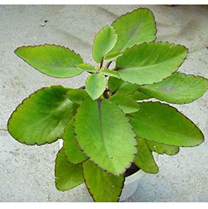 Panfuti/Bryophyllum Pinnatum/Miracle Leaf Plant/Patharchatta Kidney ...