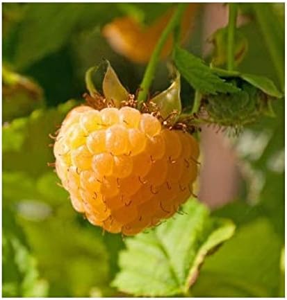 Amazon.com : 3 Anne Golden EverBearing Raspberry Plants - Large 2 Year ...