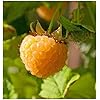 Amazon.com : 3 Anne Golden EverBearing Raspberry Plants - Large 2 Year ...