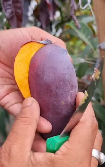 Green view "Black Stone Mango" Live Amba fruit plant Grafted hybrid new variety Mango"King of ...