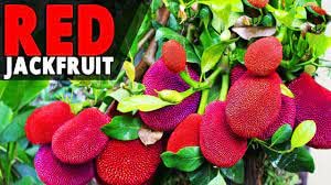 All Time Red Jackfruit Plant Hybrid Pack of 1 : Amazon.in: Garden ...