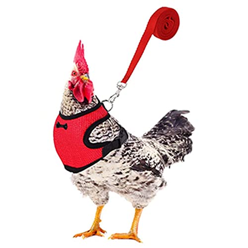 Arneses para Gallinas » Singular Product