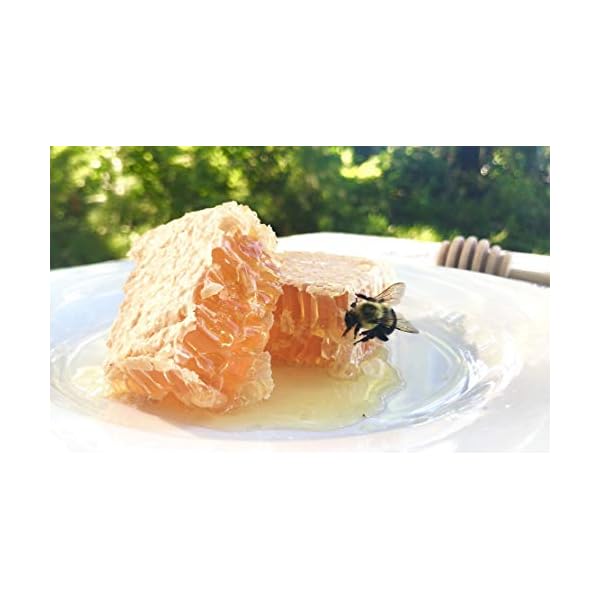 Edible Raw Honeycomb Approx. 7oz. - American Made by Pure Southern ...