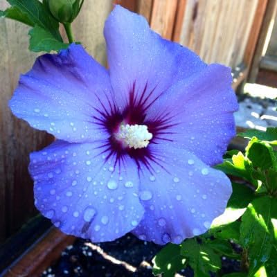 SANJU blue Hibiscus plant Nil Joba Blue Joba Flower Plant For Home ...