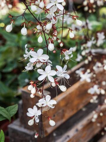 Ashokavanam Chains Of Glory Plant (Clerodendrum Wallichii) : Amazon.in ...