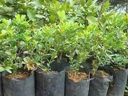 Koromcha plant // Plant saplings (Pack of 2) : Amazon.in: Garden & Outdoors