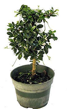 Carmona (Fukien Tea) Bonsai: Evergreen Charm and Care
