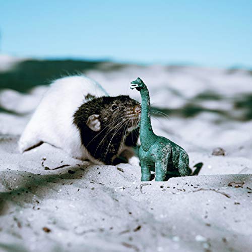 Amazon.com: Age Of Course : Diplodok: Digital Music