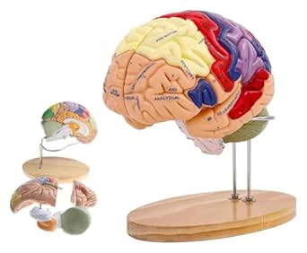 Human Brain Model, 2X Life Size, 4-Part Removable Model of The Human ...
