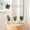 Amazon.com: Oairse Mini Artificial Cactus Plants in Ceramic Pots 6 Pcs ...