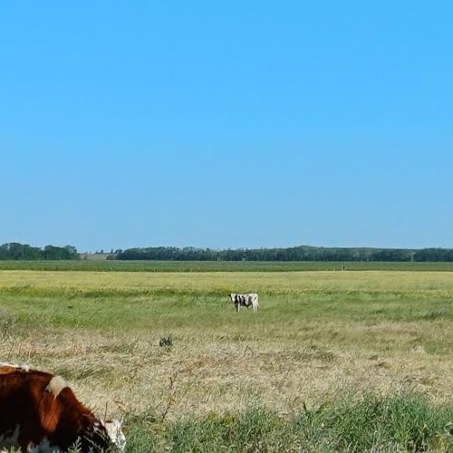 Cow von riae auf Amazon Music Unlimited