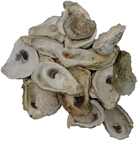Amazon.com: QEQEKAKA 30PCS Oyster Shells 4"-5" Large Oyster Shells for ...