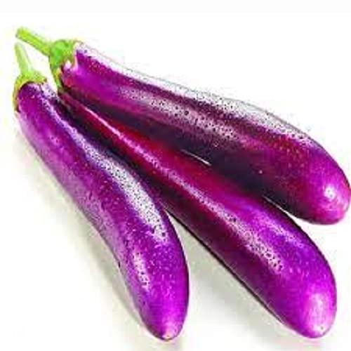 Pusa Purple Long Brinjal Seed 150 SEED : Amazon.in: Garden & Outdoors