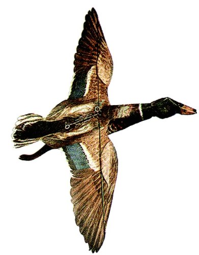 Jackite Mallard Duck Drake Kite, 32" Wingspan : Amazon.in: Sports ...