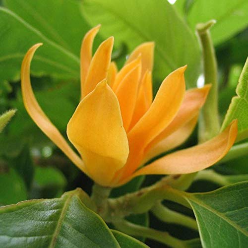 M-Tech Gardens Rare Son Champa (Michelia Champaca) Magnolia champaca ...