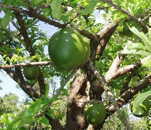 Calabash Tree - How to grow & care