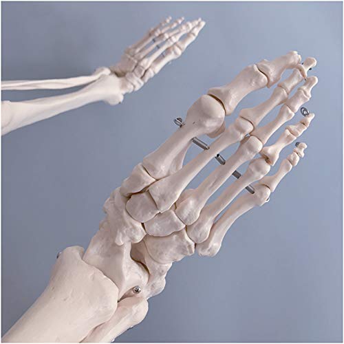 Os De Jambe Humaine Jambe — Wikipédia