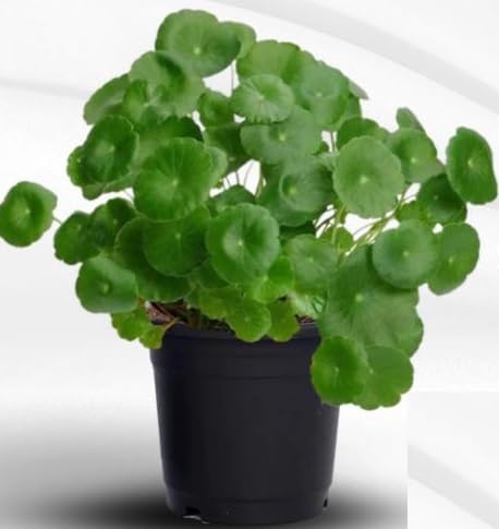 PMK E Store PMK E Store Brahmi(Mandukaparni)-Centella Asiatica Live ...