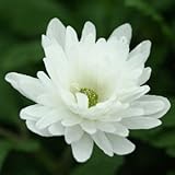 ・ブランド:岩崎園芸・製造元:岩崎園芸・製造元/メーカー部品番号:Anemone020・春一番に顔を出すキクザキイチゲの純白八重咲き品種です。折り重なる真っ白な花弁はため息の出る美しさです。・学名： Anemone pseudo-altan...