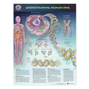 Buy Understanding Human DNA Anatomical Chart Book Online at Low Prices ...