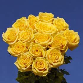 Amazon.com: 100 Yellow Roses Stardust Roses : Grocery & Gourmet Food