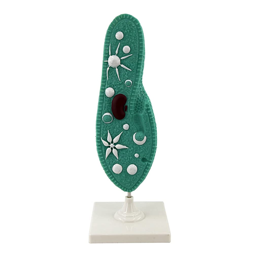 Paramecium Cell Model