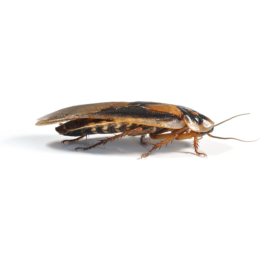 Monkfield Nutrition Dubia Roaches 25 30mm Large Pack Of 8 | Desertcart ...