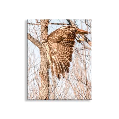 Amazon.com: Red Tail Hawk Wall Art as Wildlife Art Print Wall Decor for ...