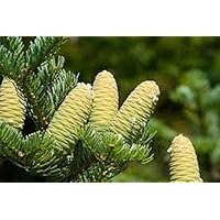 Buy Zyrex Talisadi Herbs Tablets-60 Tablets Pure Talisadi Herbs Tablets ...