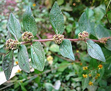 S Garden Live"Badi Dudhi Grass""Milk Hedge""Euphorbia hirta" Medicinal ...