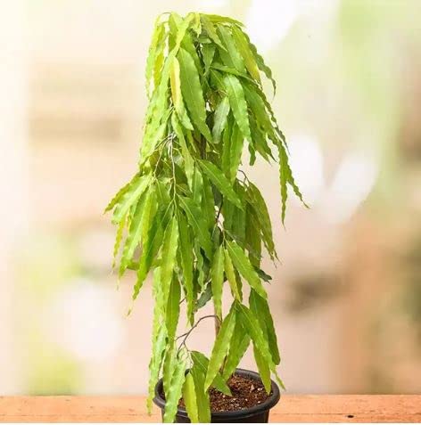 Buy GREEN LINE Ashok Plant Saraca Asoca Ashoka (Pendula) Long Tree ...