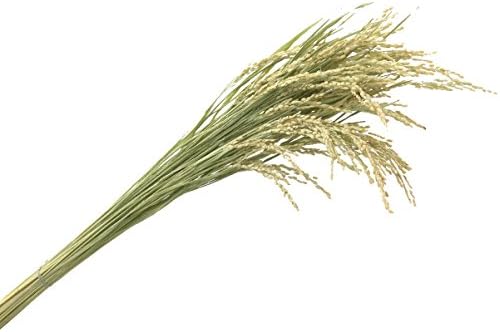Amazon | マルタカ 稲穂（ドライフラワー） 1セット(45本) 品番 530104 | 株式会社マルタカ | ドライフラワー