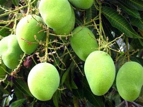 Mphmi Live Plant Nursery NCR Plant Mango Tree (Alphonso Plant Grafted ...
