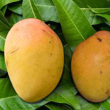 Malda Krishna bhog mango plant : Amazon.in: Garden & Outdoors